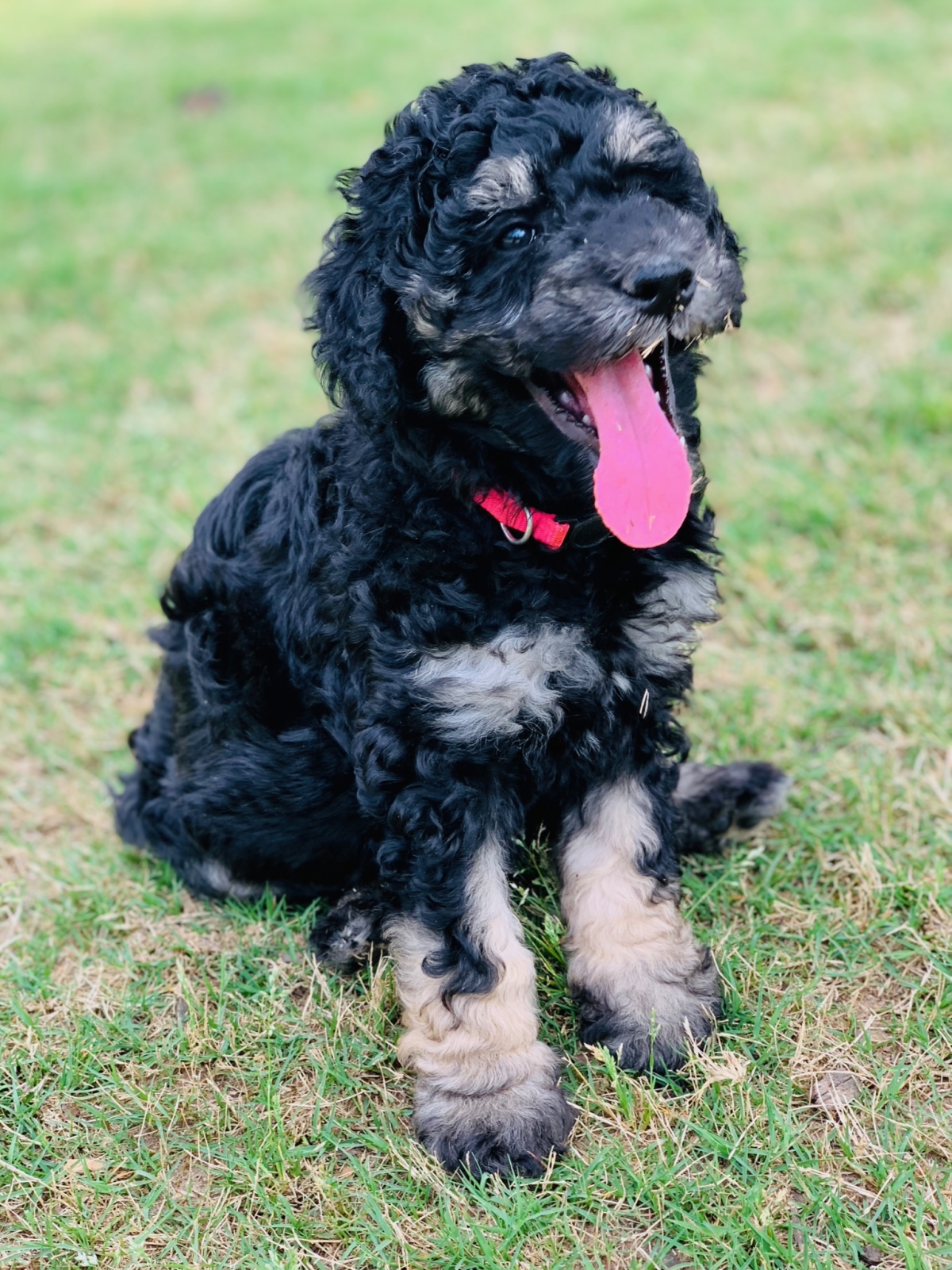 Gallery - Southern Skies Doodles