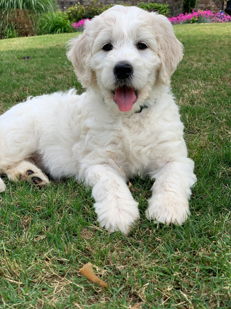 Gallery - Southern Skies Doodles