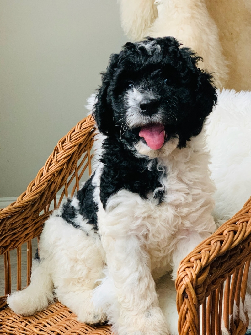 Gallery - Southern Skies Doodles