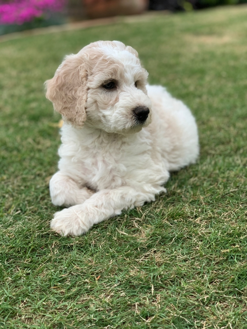 Gallery - Southern Skies Doodles