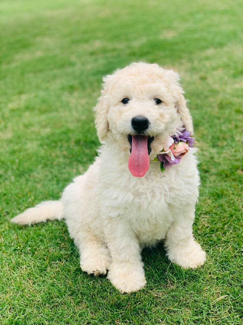 Gallery - Southern Skies Doodles