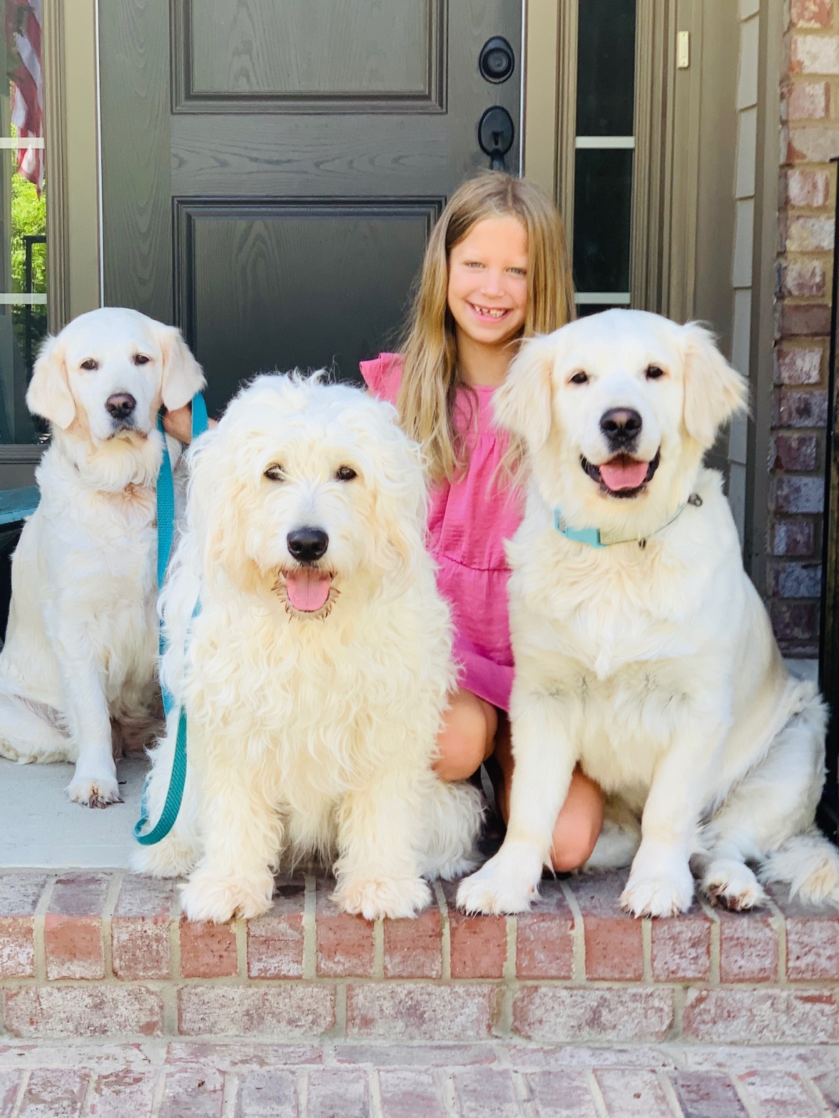 Southern Skies Goldendoodles | The Best Golden Doodle Puppies