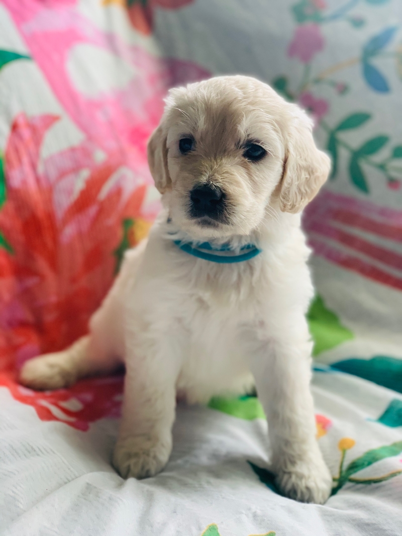 Gallery - Southern Skies Doodles